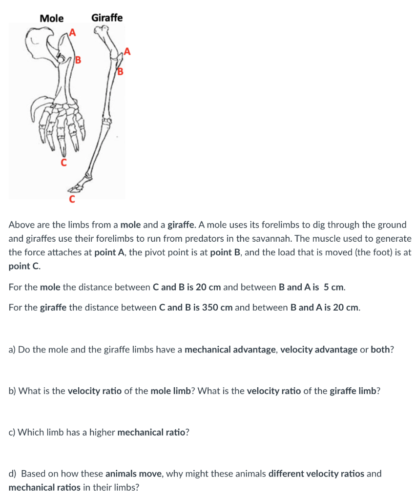 Mole Giraffe Above are the limbs from a mole and a | Chegg.com