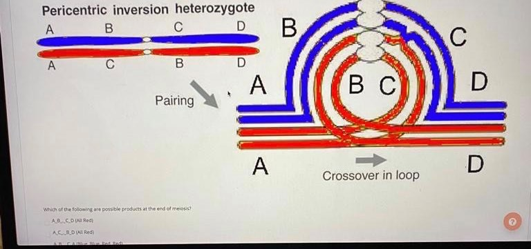 Solved Pericentric inversion heterozygote A B с D B С A B D | Chegg.com