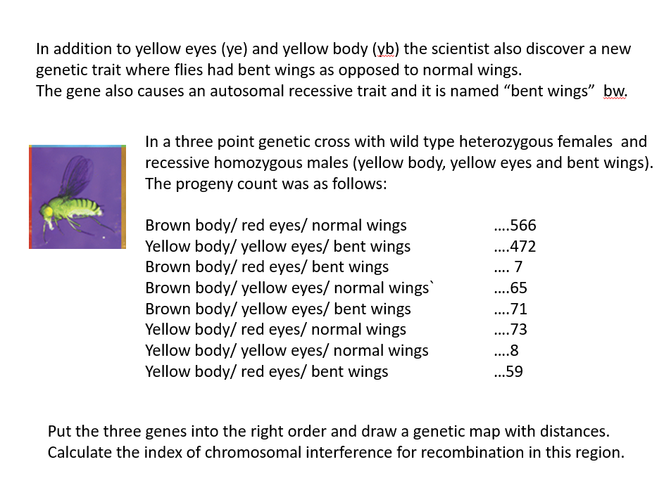 Solved In addition to yellow eyes (ye) and yellow body (vb) | Chegg.com