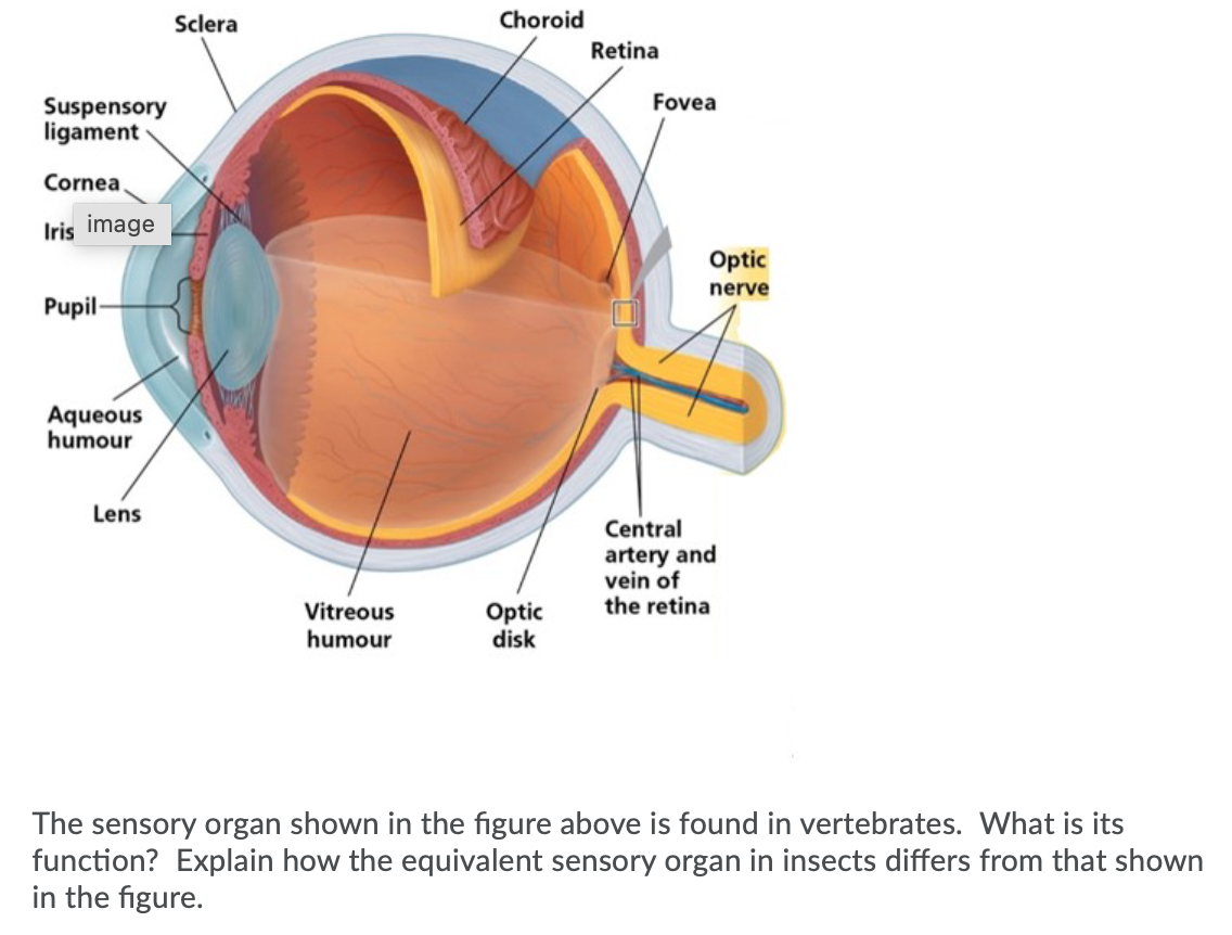 Solved Sclera Choroid Retina Fovea Suspensory ligament | Chegg.com