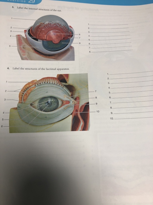 Solved Exercise 29 label the internal structures of the eye | Chegg.com