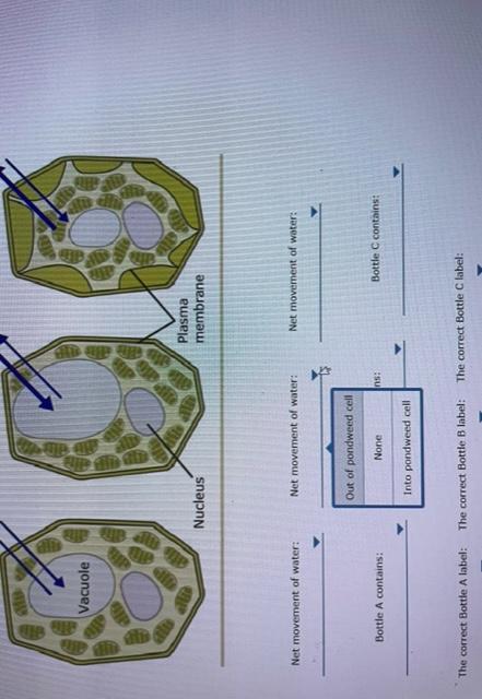 Solved The correct Bottle A label: The correct Bottle B | Chegg.com