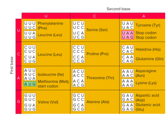 Solved Use the codon chart to determine the amino | Chegg.com
