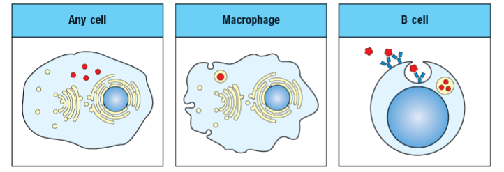 Solved The diagram in Figure Q30 shows a pathogen (in red) | Chegg.com