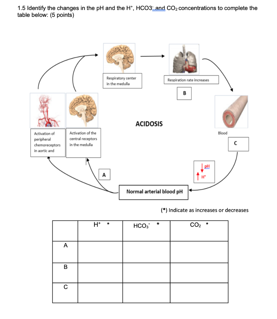 Solved 1.5 Identify the changes in the pH and the H+, HCO3 | Chegg.com