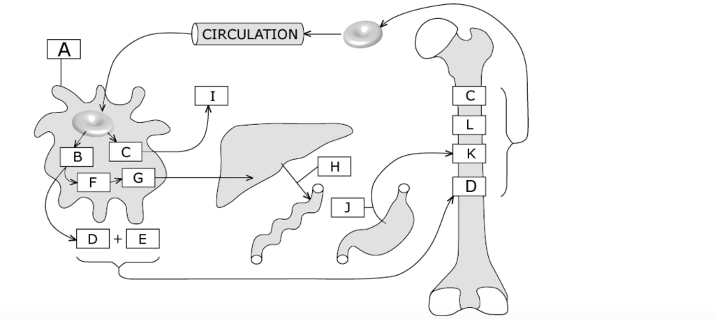 Solved Identify the products of RBC destruction, and those | Chegg.com
