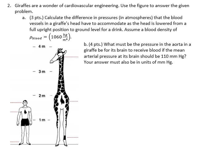 Solved 2. Giraffes are a wonder of cardiovascular | Chegg.com
