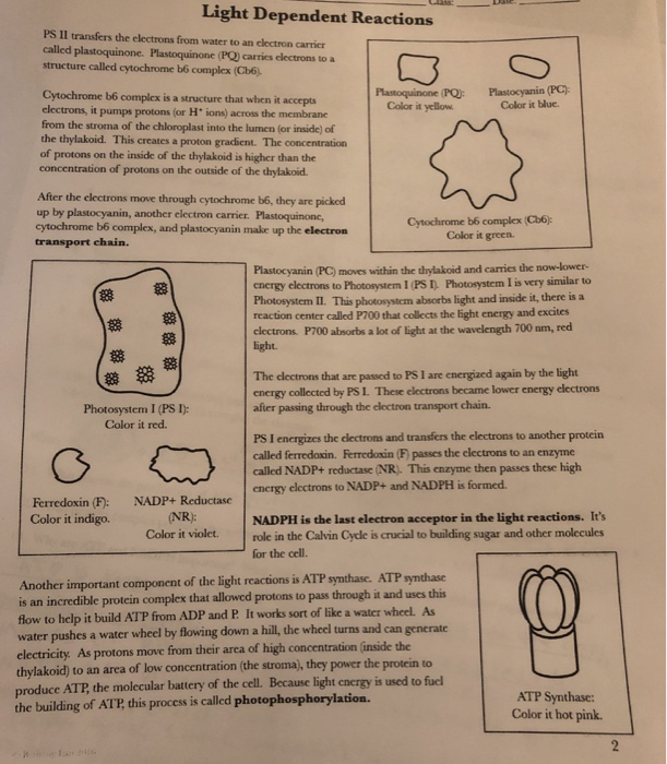 Light Dependent Reactions Instructions: Read these | Chegg.com