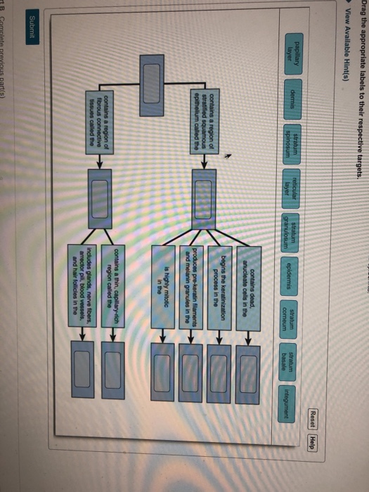 Solved the in the vessels | Chegg.com