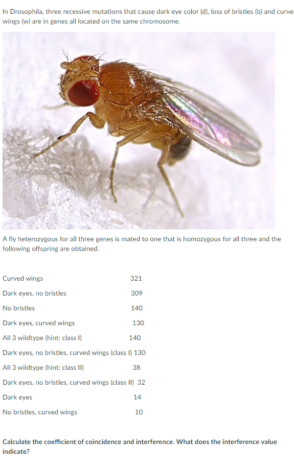 Solved In Drosophila, three recessive mutations that cause | Chegg.com