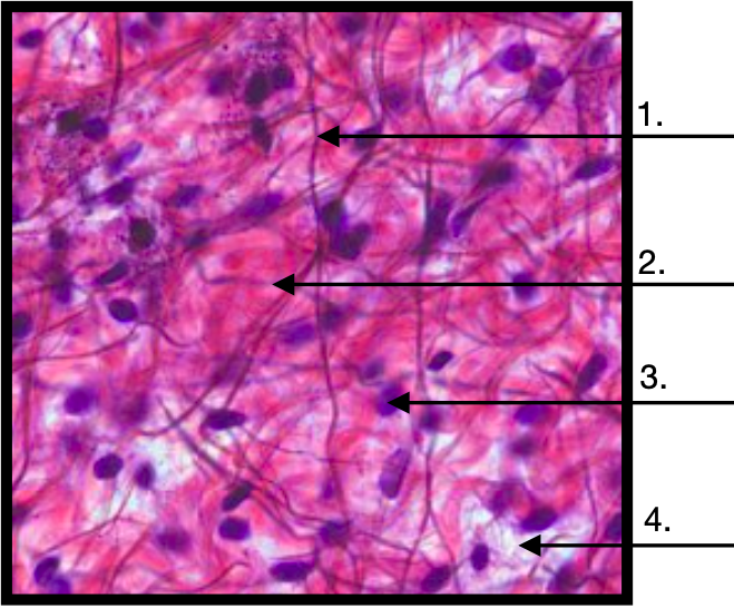 Areolar Connective Tissue Ground Substance