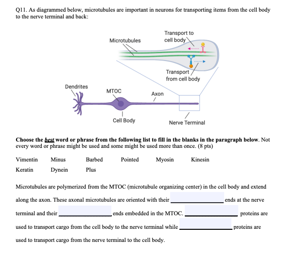 Solved Q11. As diagrammed below, microtubules are important | Chegg.com