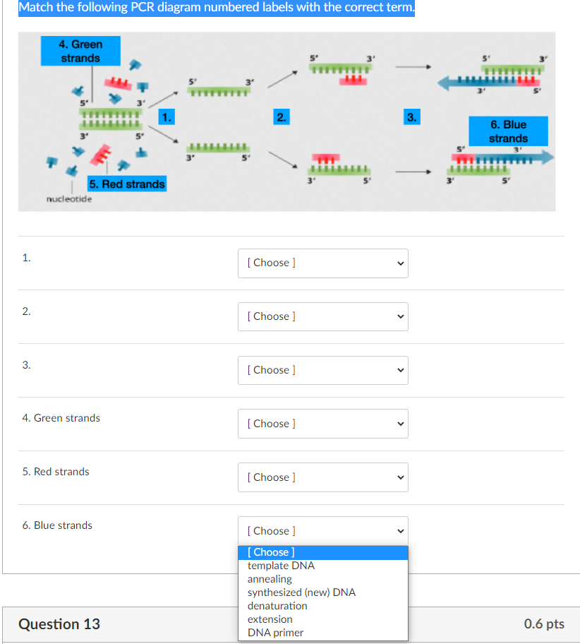 Solved Match the following PCR diagram numbered labels with | Chegg.com
