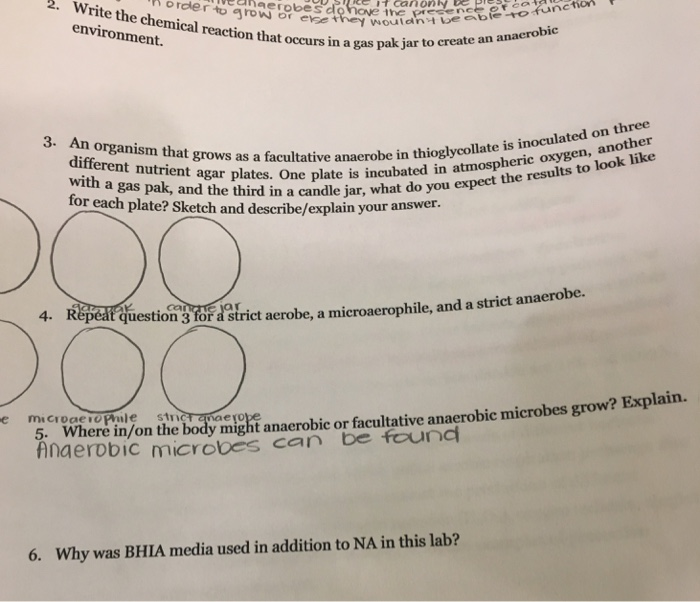 Solved Write the chemical reaction that occurs in a gas pak | Chegg.com