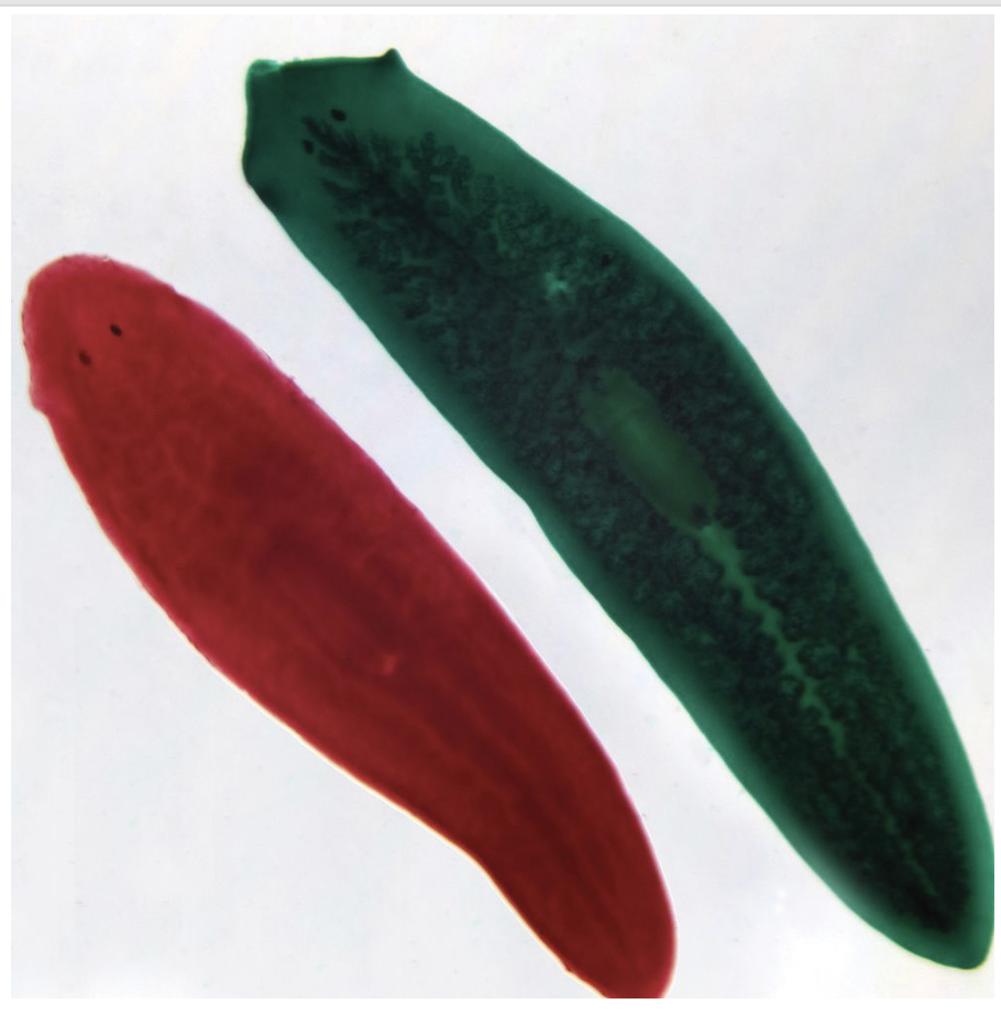 Solved Observe the slide of Dugesia (Planaria). Draw and | Chegg.com