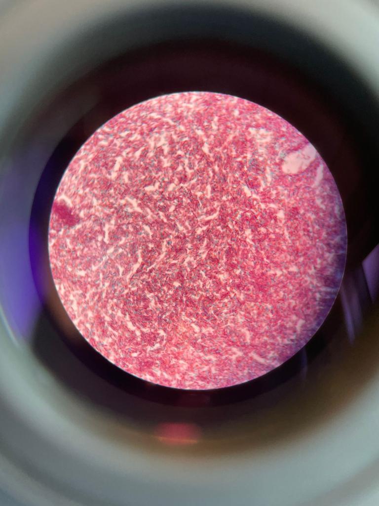 Solved 1. Draw your results, and label the vegetative cells | Chegg.com Solved 1. Draw your results, and label the vegetative cells | Chegg.com