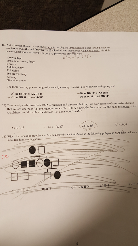 Solved 16) A rice breeder obtained a triple heterozygote | Chegg.com
