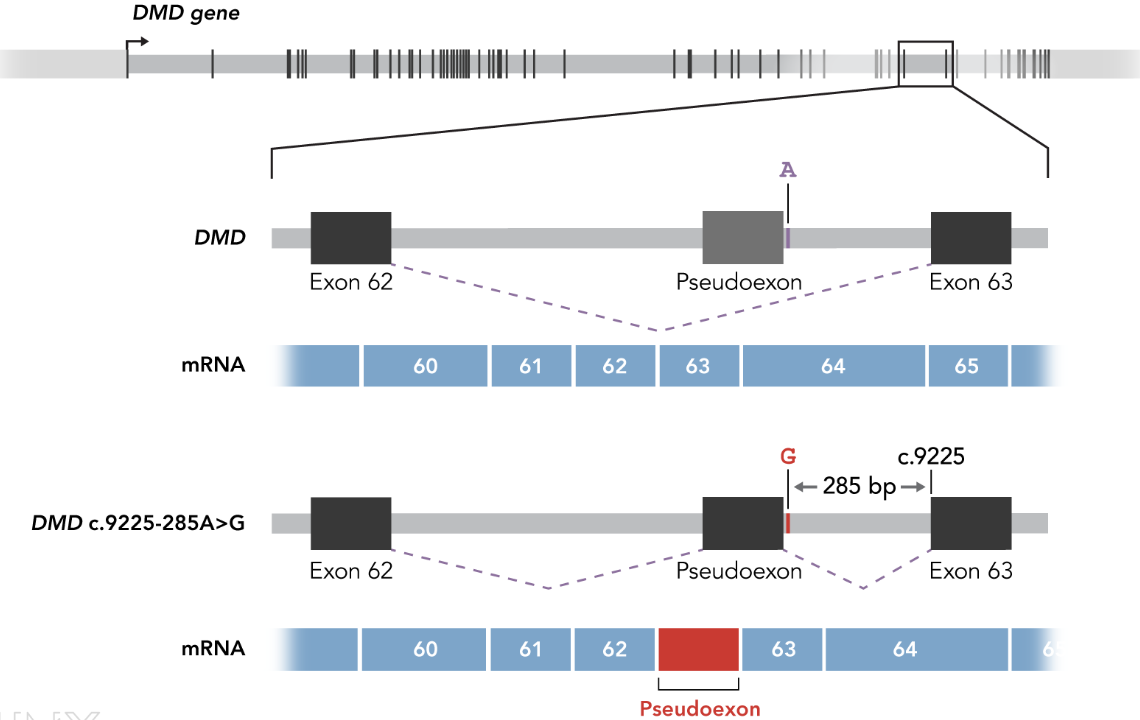 Solved Some cases of BMD are caused by deep intronic | Chegg.com