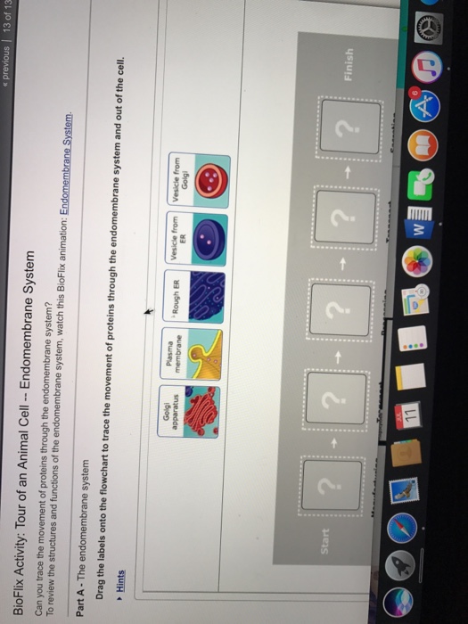 Solved Can you trace the movement of proteins through the | Chegg.com
