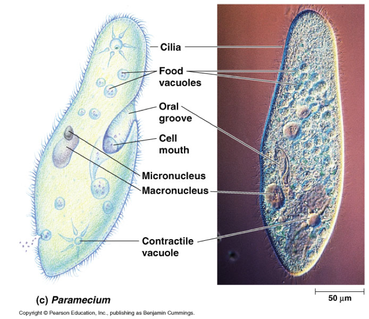 Blepharisma Labeled Diagram