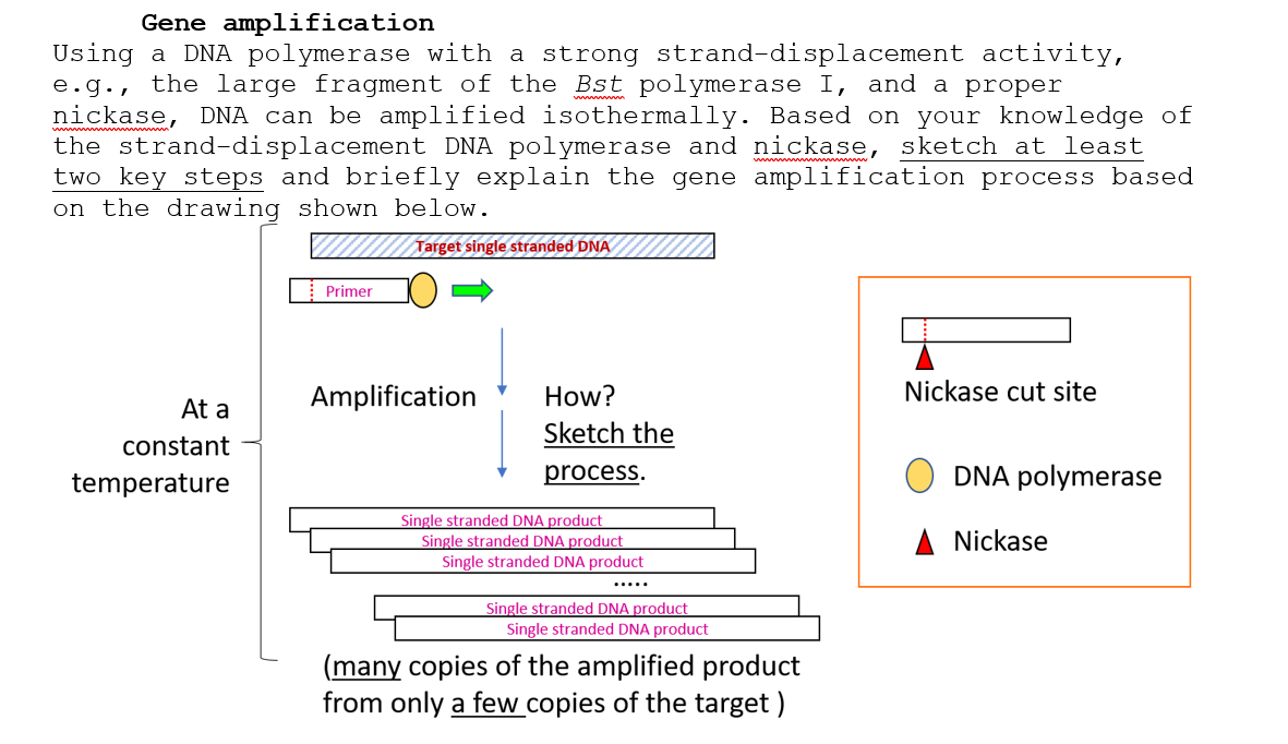 Gene amplification Using a DNA polymerase with a | Chegg.com