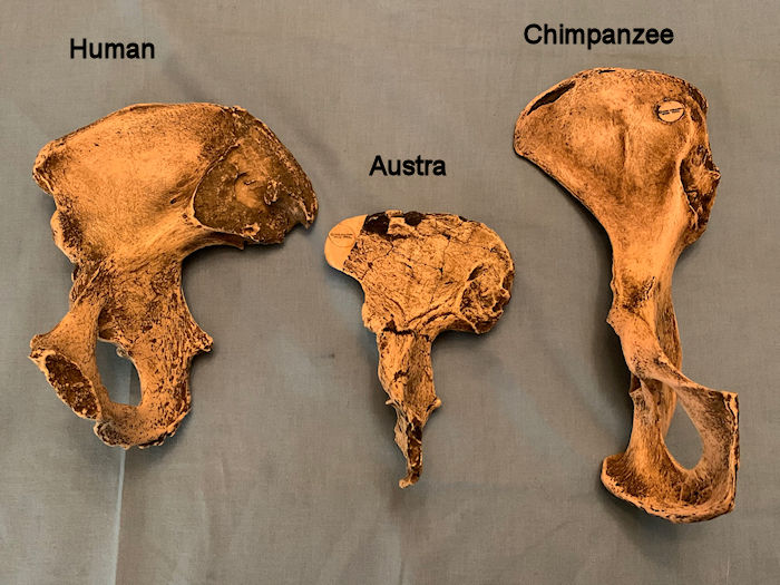 Solved Compare the Os Coxa of the Australopithecus to the H. | Chegg.com