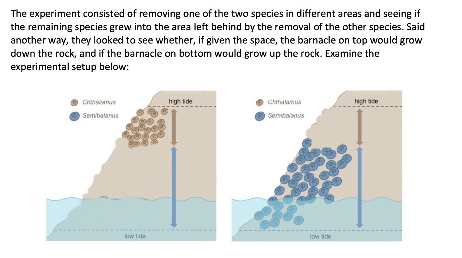 Solved Fundamental and Realized Niches in Barnacles | Chegg.com