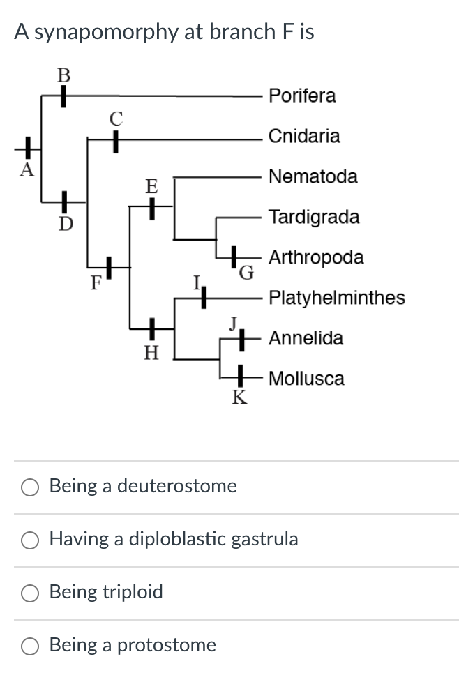 Solved A synapomorphy at branch Fis B Porifera Cnidaria | Chegg.com