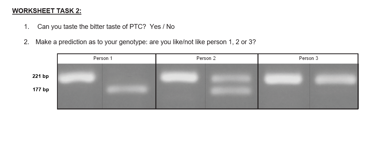 Solved WORKSHEET TASK 2: 1. Can you taste the bitter taste | Chegg.com