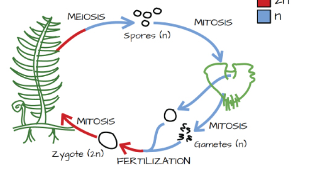 Solved The fern stage on the right side of the life cycle is | Chegg.com
