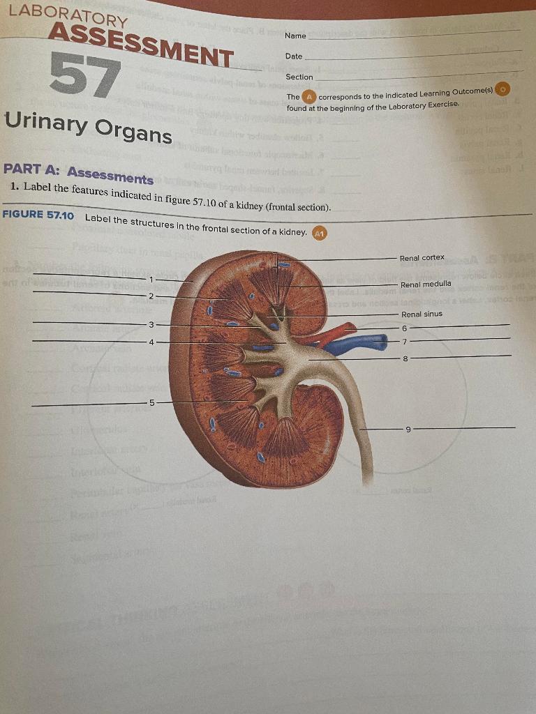 Solved LABORATORY ASSESSMENT Name Date 57 Section The | Chegg.com