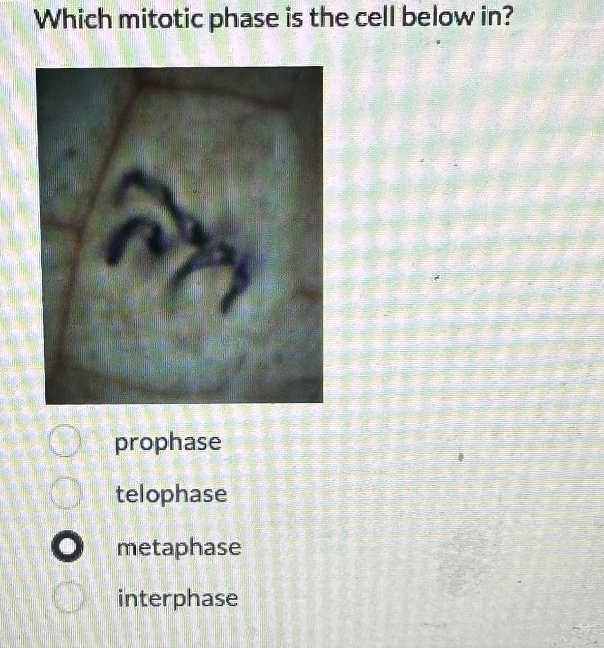 Solved Which mitotic phase is the cell below in? prophase | Chegg.com