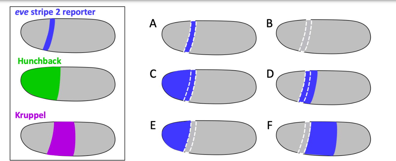 Solved In the early Drosophila embryo, the even-skipped | Chegg.com