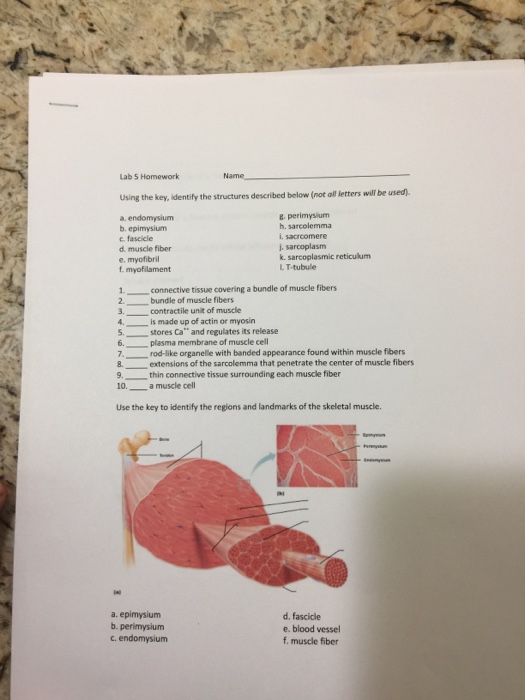Solved Lab 5 Homework Using the key, identify the structures | Chegg.com