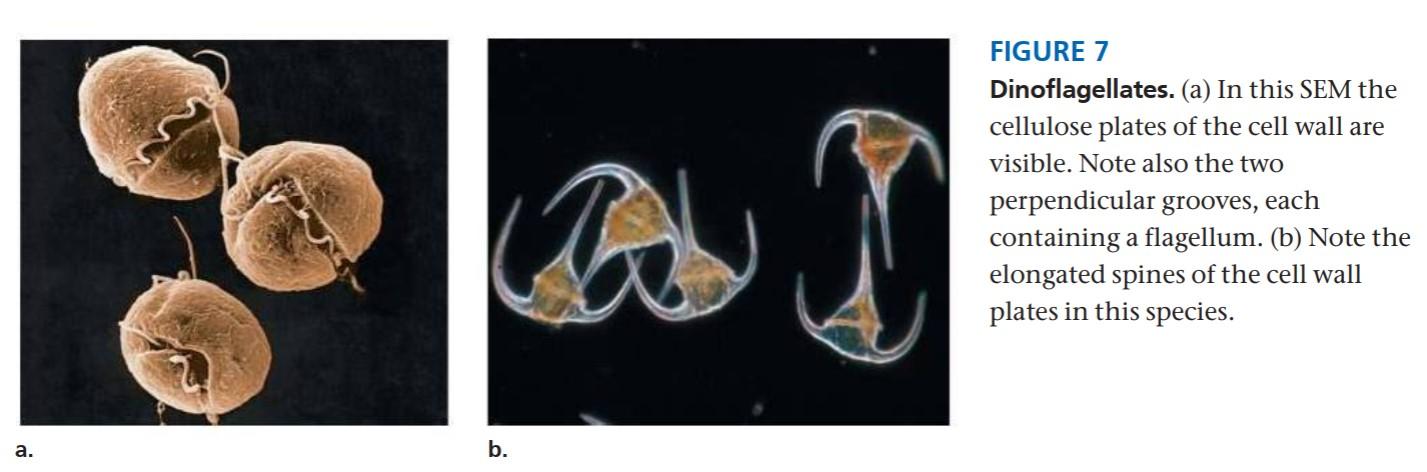 Solved Ba I FIGURE 7 Dinoflagellates. (a) In this SEM the | Chegg.com