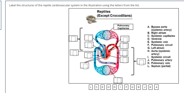 Solved Label the structures of the reptile cardiovascular | Chegg.com