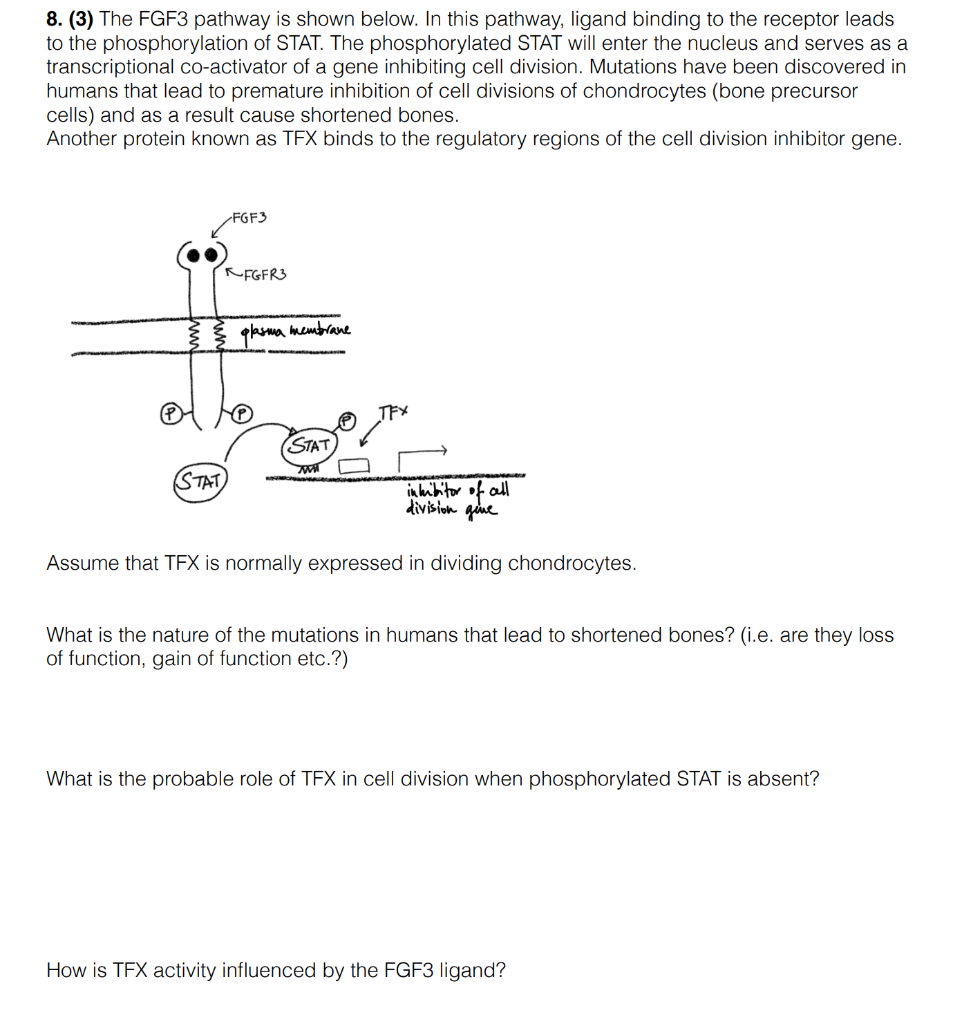 Solved 8. (3) The FGF3 pathway is shown below. In this | Chegg.com