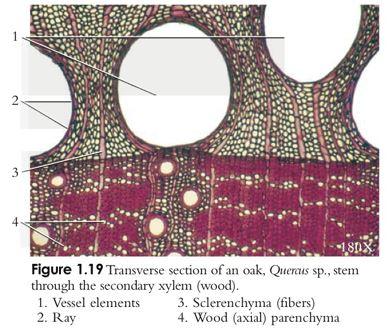 Solved 20. Fibers: Examine the young oak stem cross section | Chegg.com