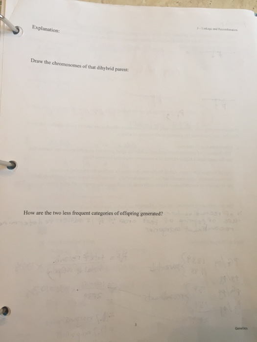 Solved A- Thomas Hunt Morgan and Linkage in Drosophila | Chegg.com