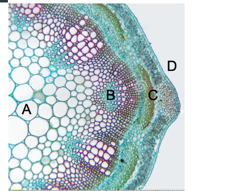 Solved D B С A A xylem pith xylem ray phloem ray | Chegg.com