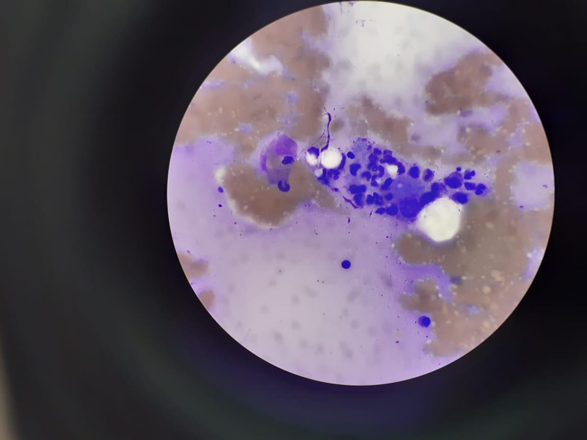 Solved please label and annotate on the following images the | Chegg.com