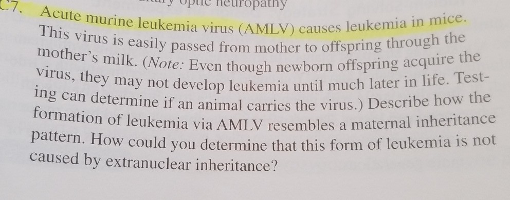 Solved Acute murine leukemia virus (AMLV) causes leukemia in | Chegg.com
