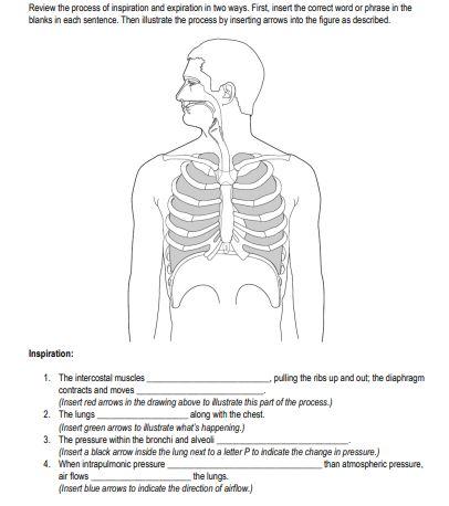 Solved Review the process of inspiration and expiration in | Chegg.com