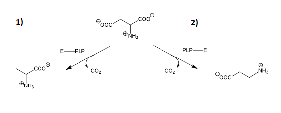 Solved Enzymes mechanism Draw PLP-dependent mechanisms for | Chegg.com