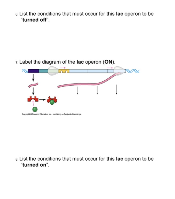 Lac Operon Diagram To Label