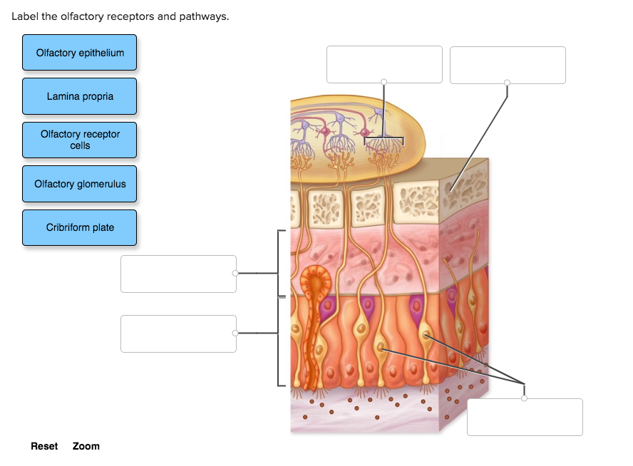 Solved Label the olfactory receptors and pathways Olfactory | Chegg.com