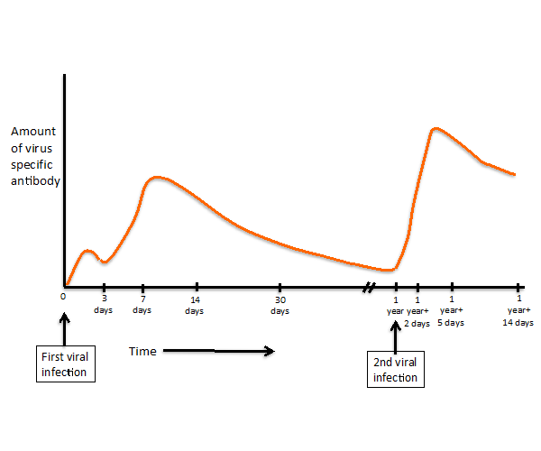 Solved 2. Below is a graph showing kinetics of an antibody | Chegg.com