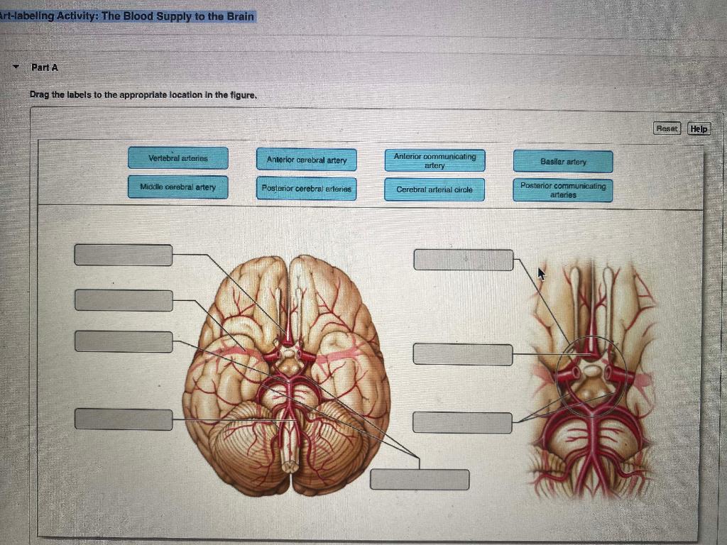 Solved ard-labeling Activity: The Blood Supply to the Brain | Chegg.com