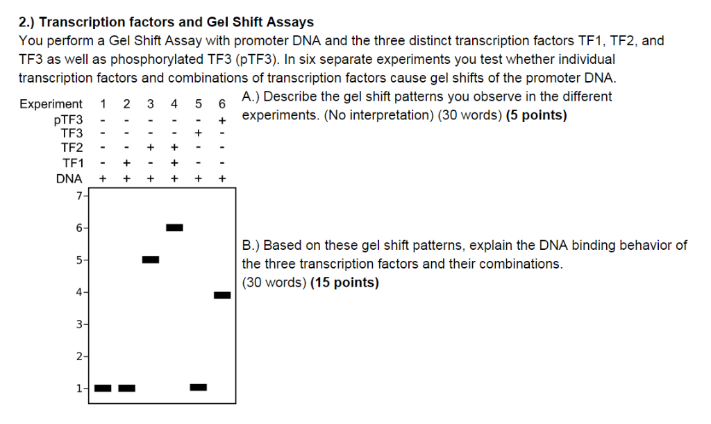 Solved 2.) Transcription factors and Gel Shift Assays You | Chegg.com