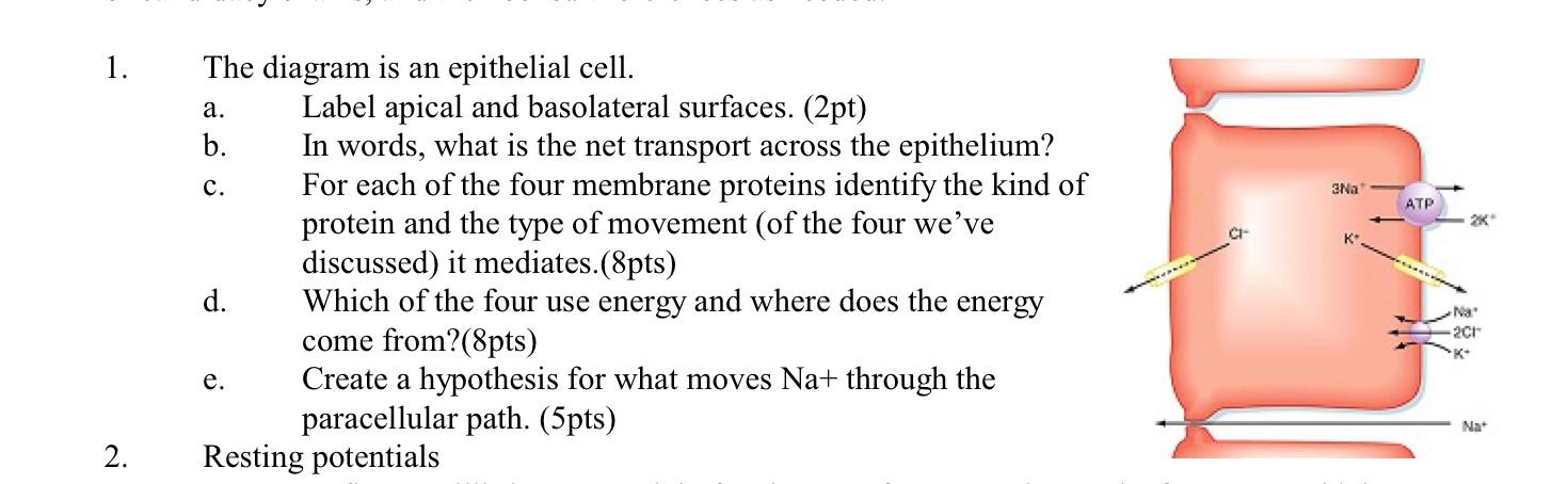 Solved 1. The diagram is an epithelial cell. a. Label apical | Chegg.com